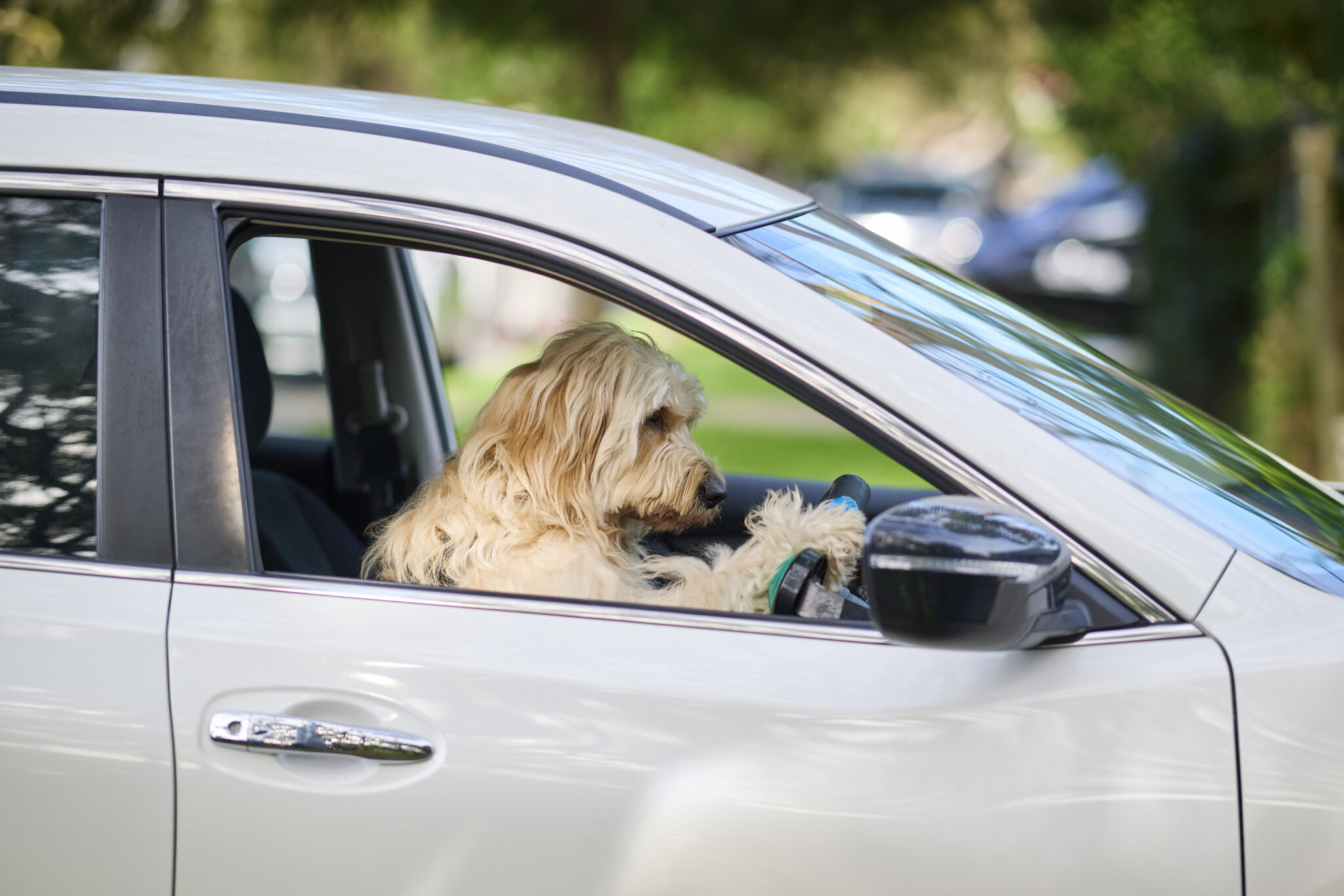 Australia’s first driving delivery dog unleashed to celebrate Petbarn’s ...